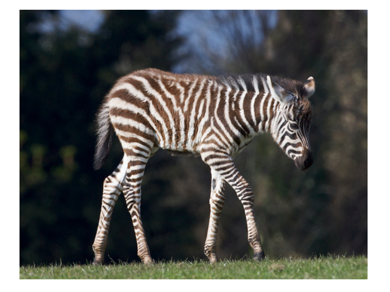 Baby Zebra born in Fota Wildlife Park – Cobh Edition
